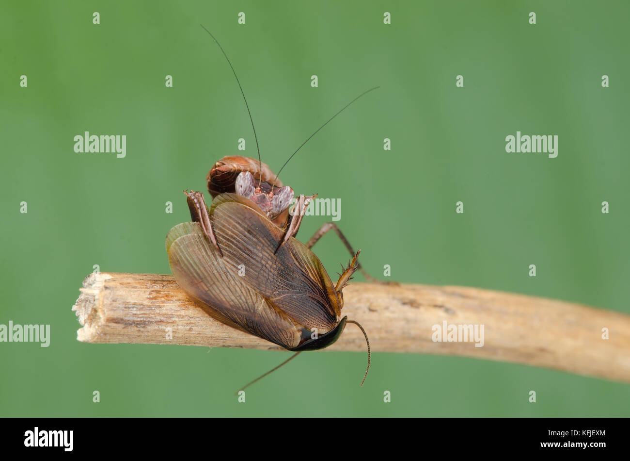 boxer mantis nymph feeding on roach Stock Photo - Alamy