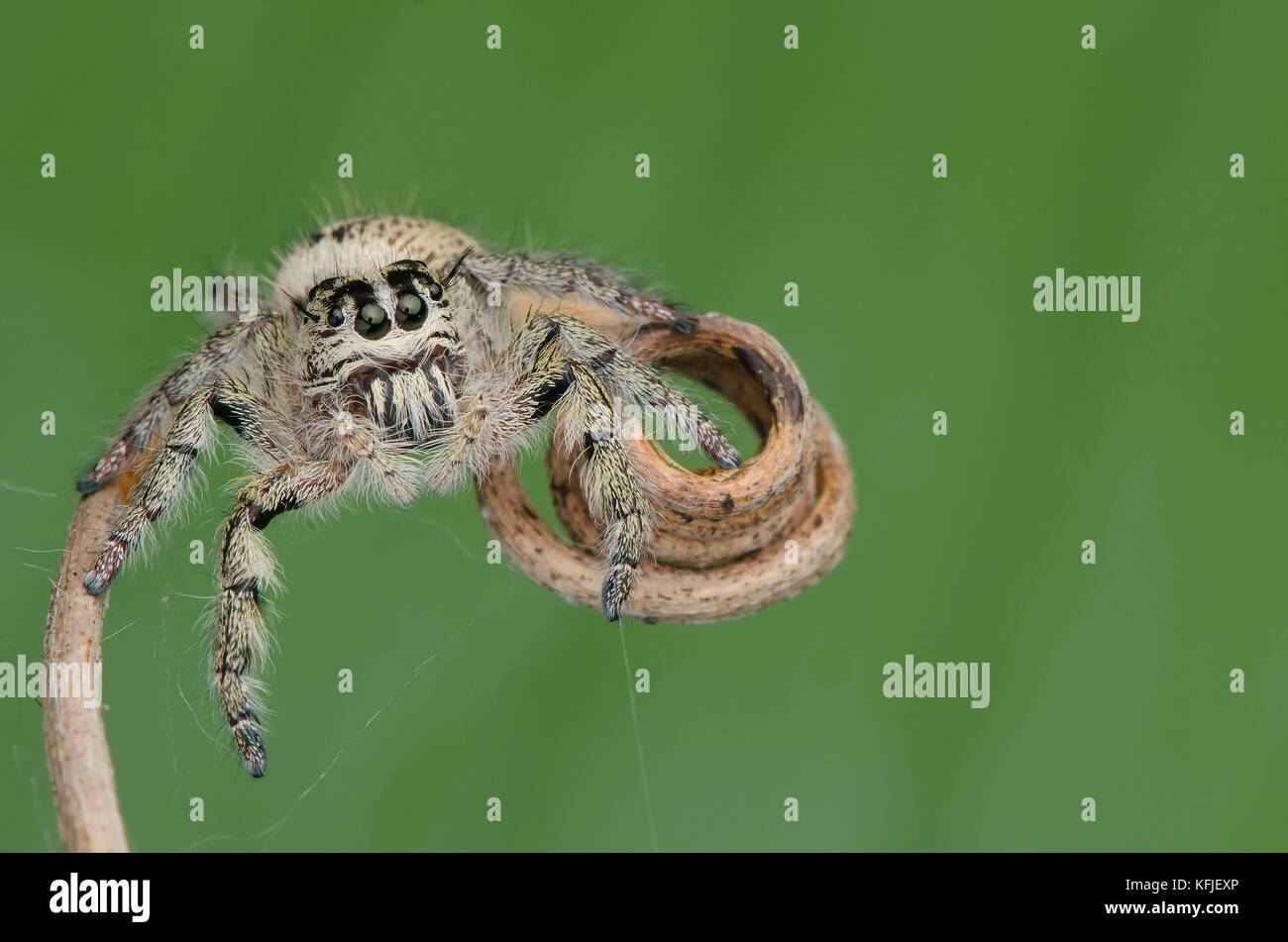 jumping spider, female Hyllus diardi juvenile Stock Photo - Alamy