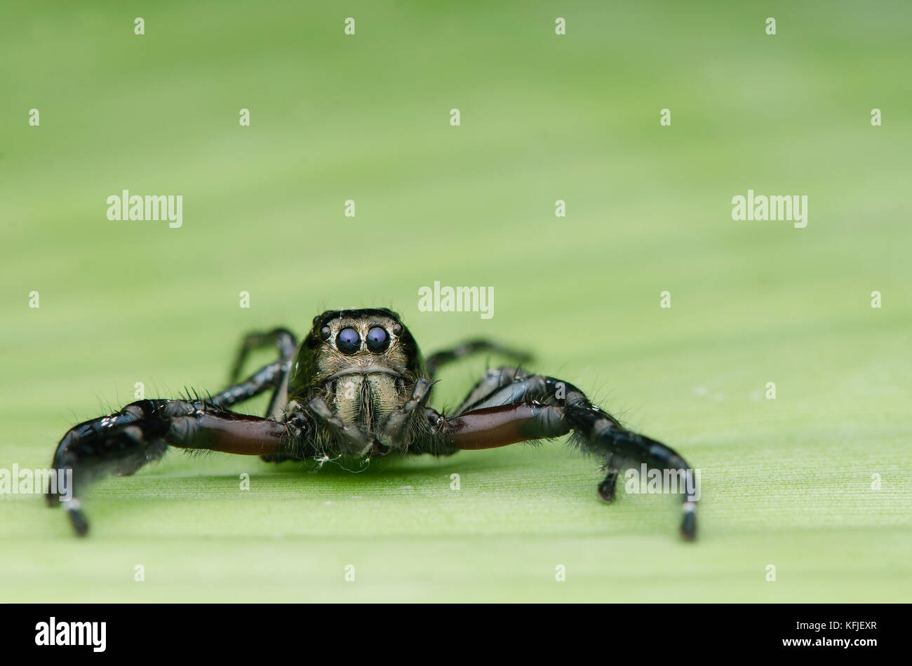 male hyllus diardi, giant jumping spider Stock Photo - Alamy