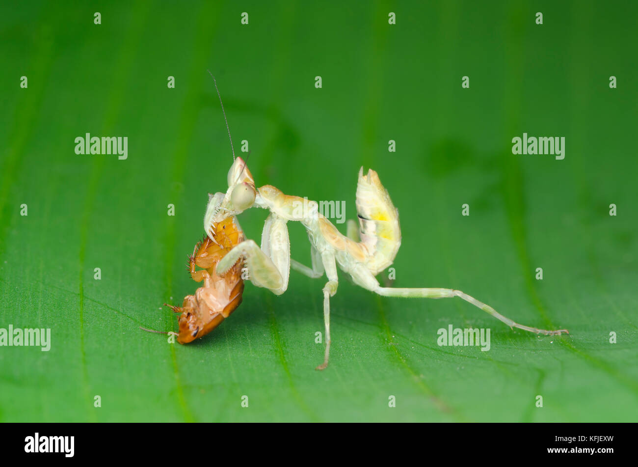 flower mantis nymph feeding on roach Stock Photo - Alamy