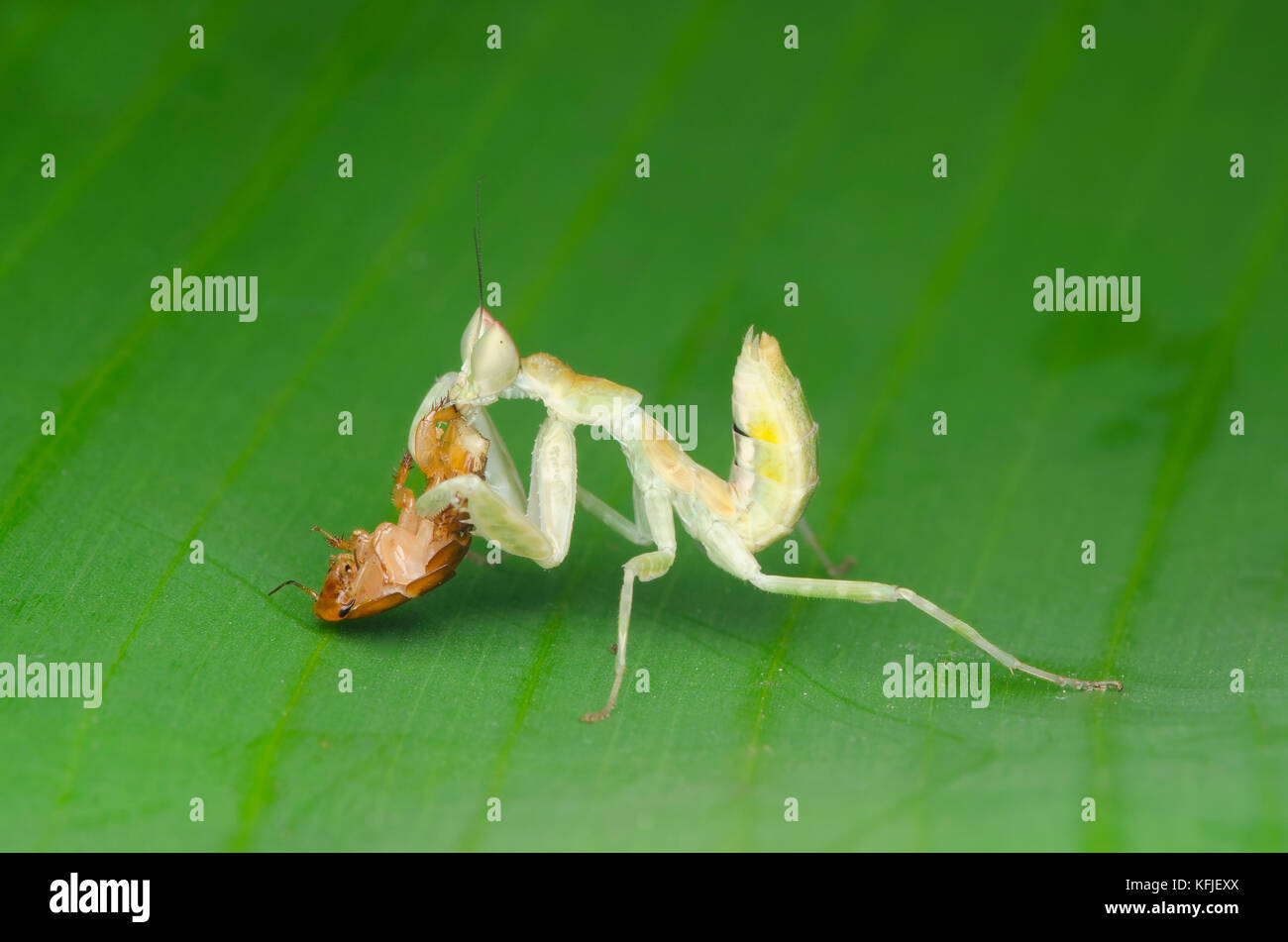 Mantis feeding on an insect hi-res stock photography and images - Alamy