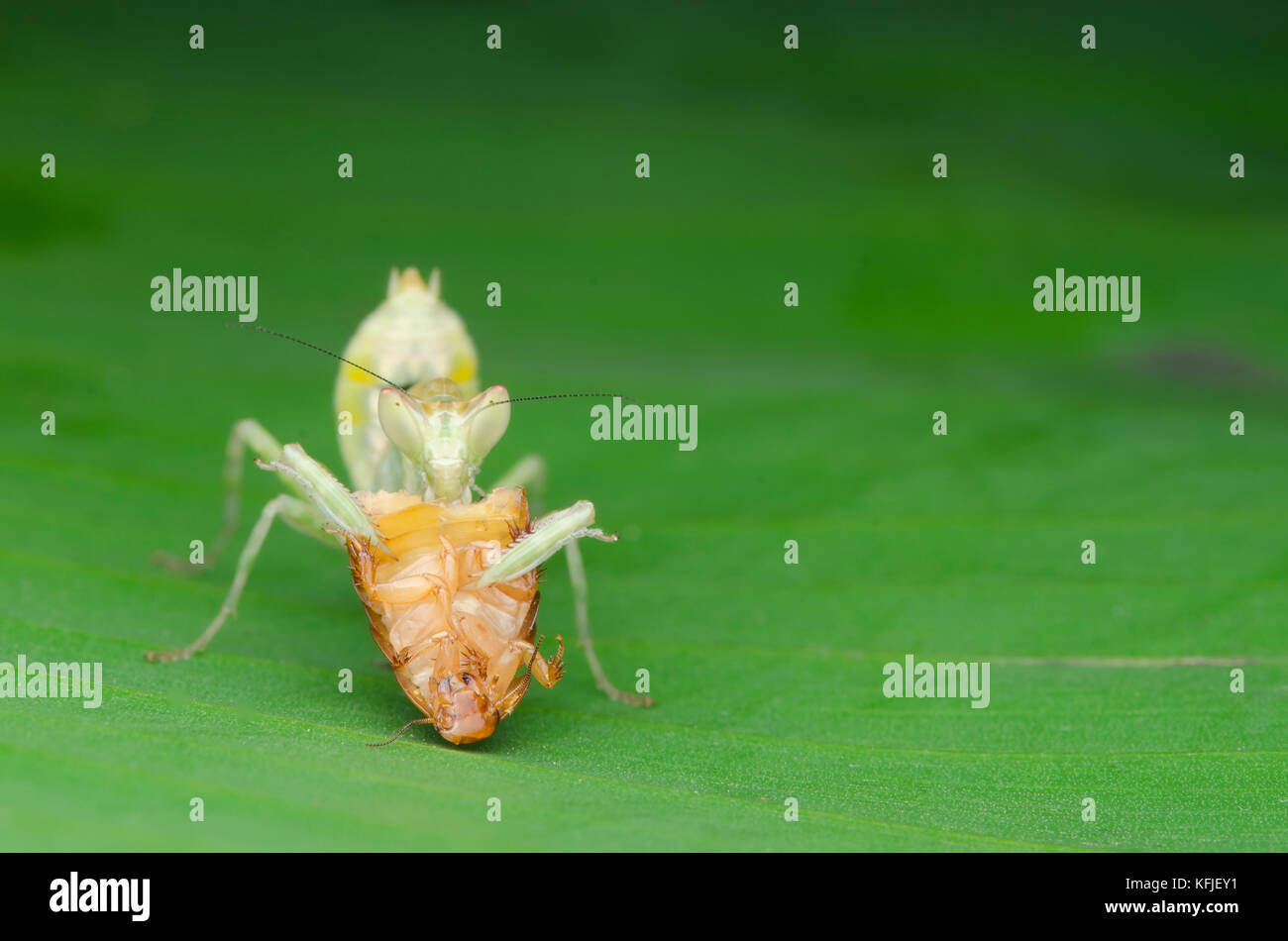 Asian on hopper hi-res stock photography and images - Alamy