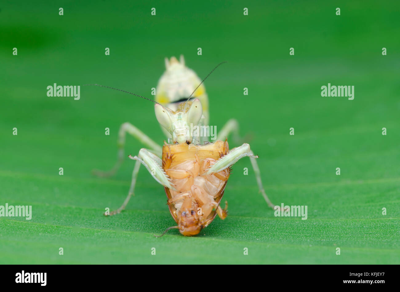 Asian on hopper hi-res stock photography and images - Alamy