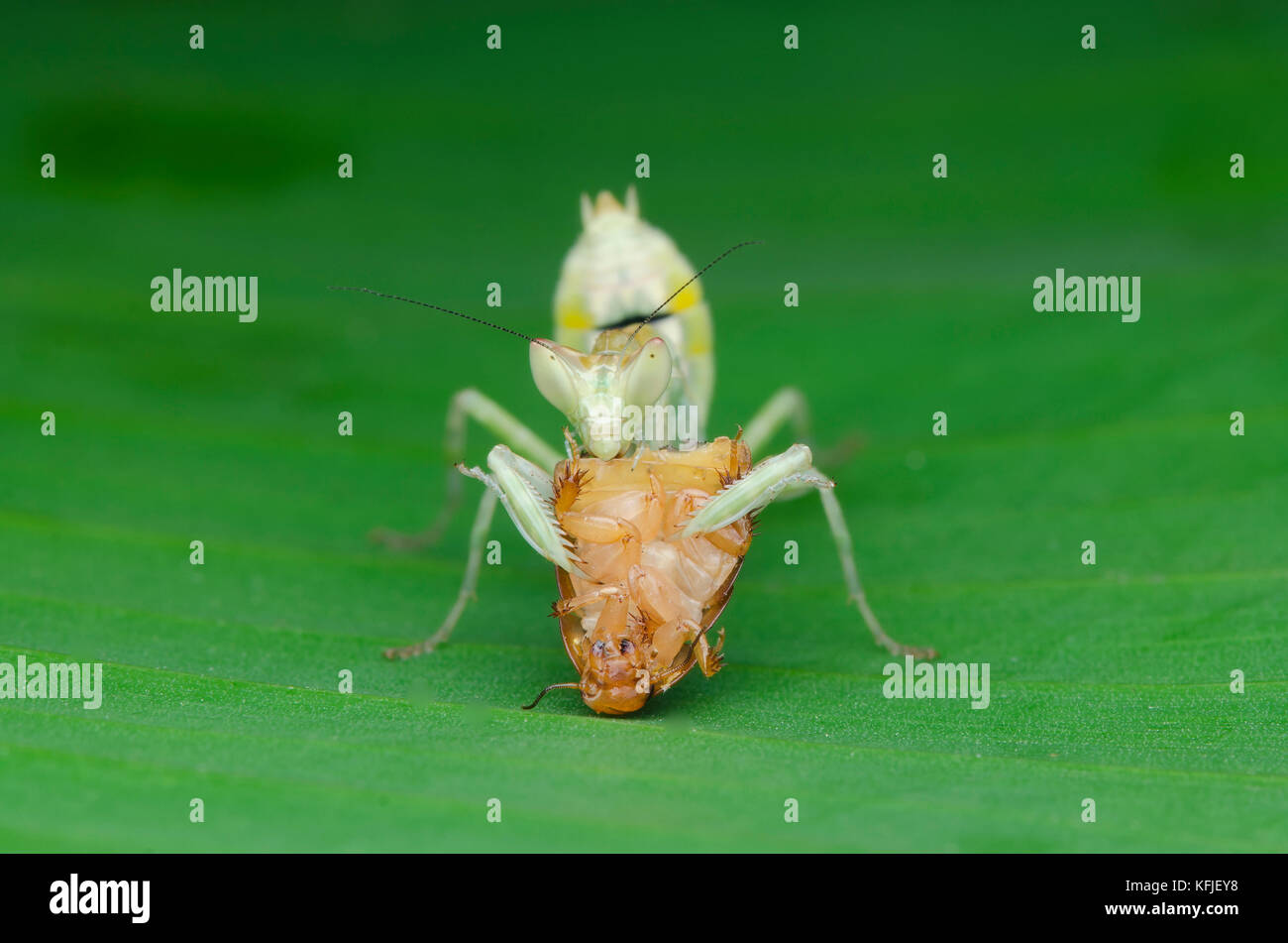 flower mantis nymph feeding on roach Stock Photo - Alamy