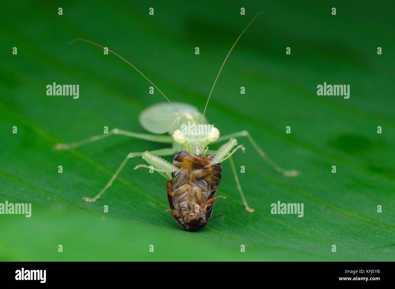 Praying mantis feeding hi-res stock photography and images - Alamy