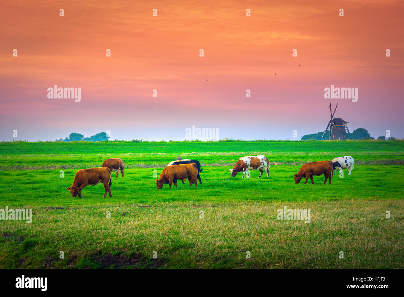 Group of cows on a grass meadow with a dutch windmill at the ...
