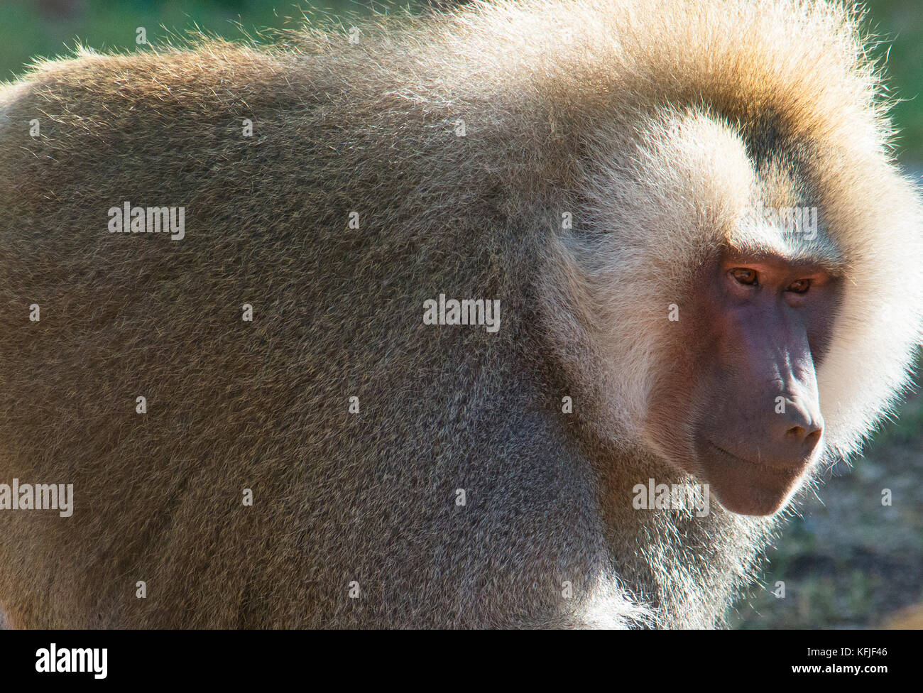 Hamadryas Male fluff Stock Photo - Alamy