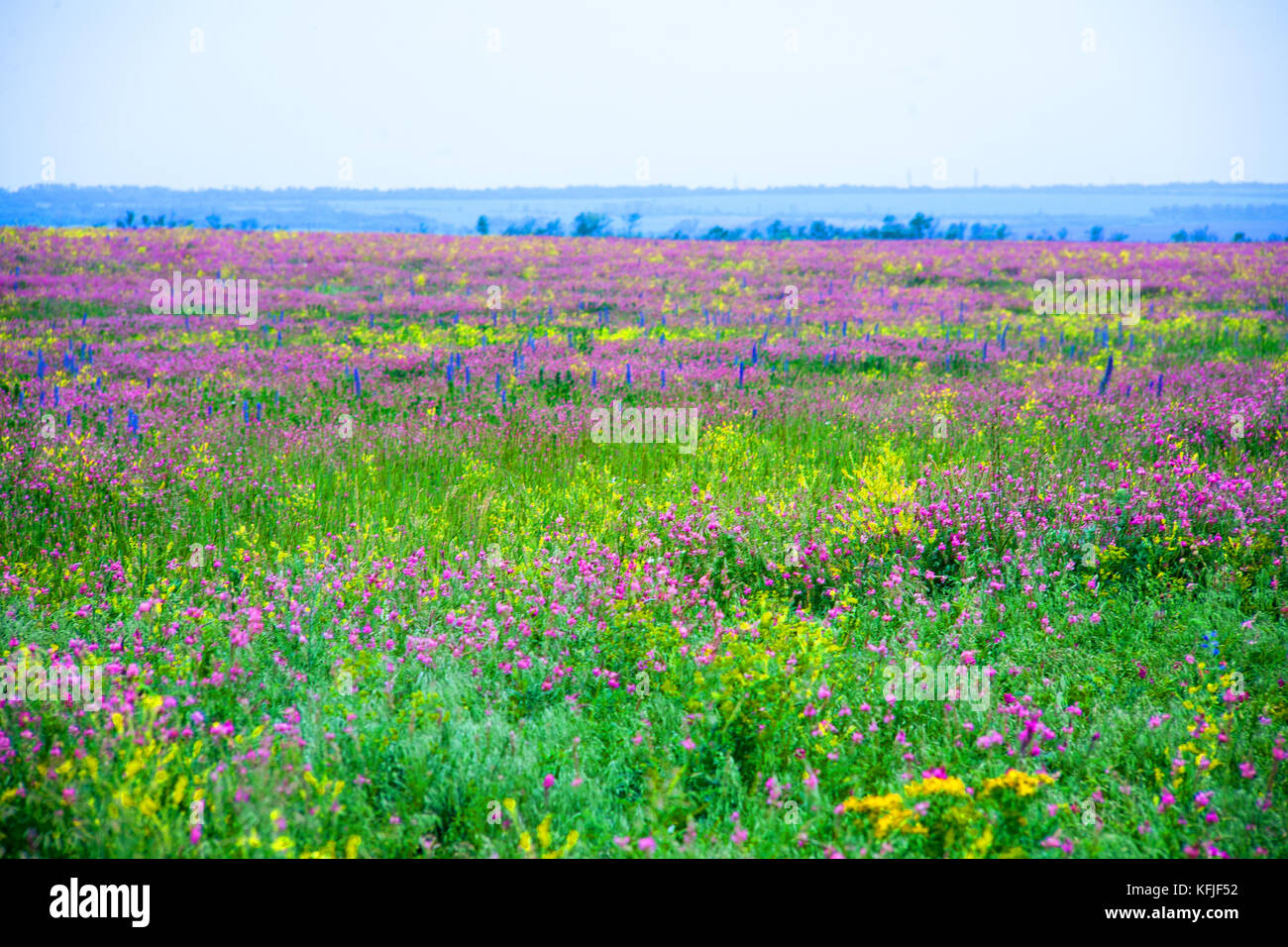 Flowering sainfoin onobrychis viciifolia hi-res stock photography and ...