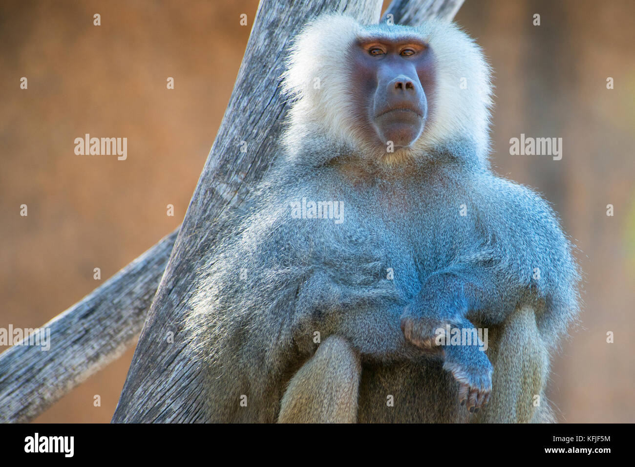Indignant hi-res stock photography and images - Alamy