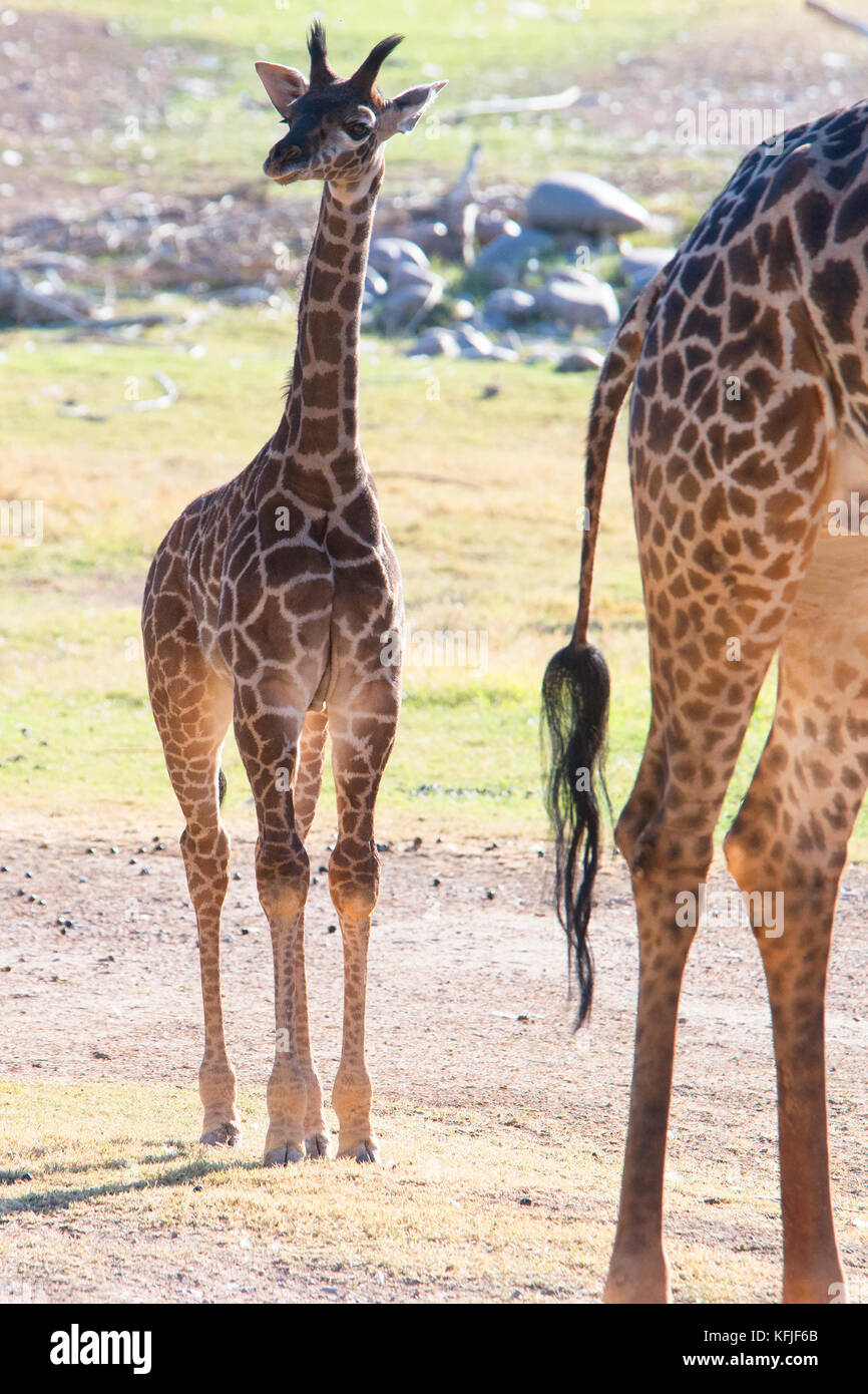 Month old giraffe Stock Photo - Alamy
