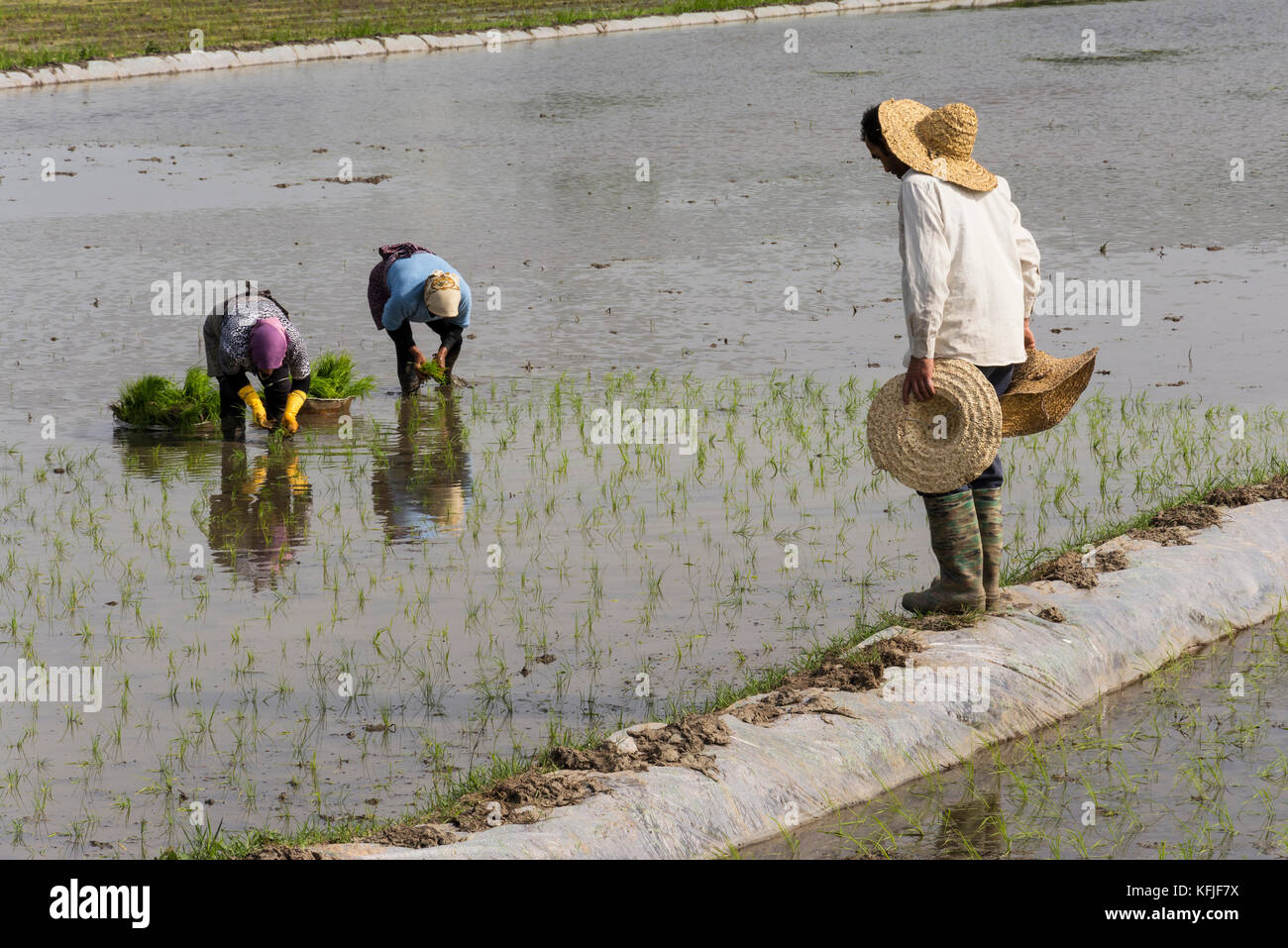 Gilan Province- North of IRAN-May 11, 2017 Group of People working on ...