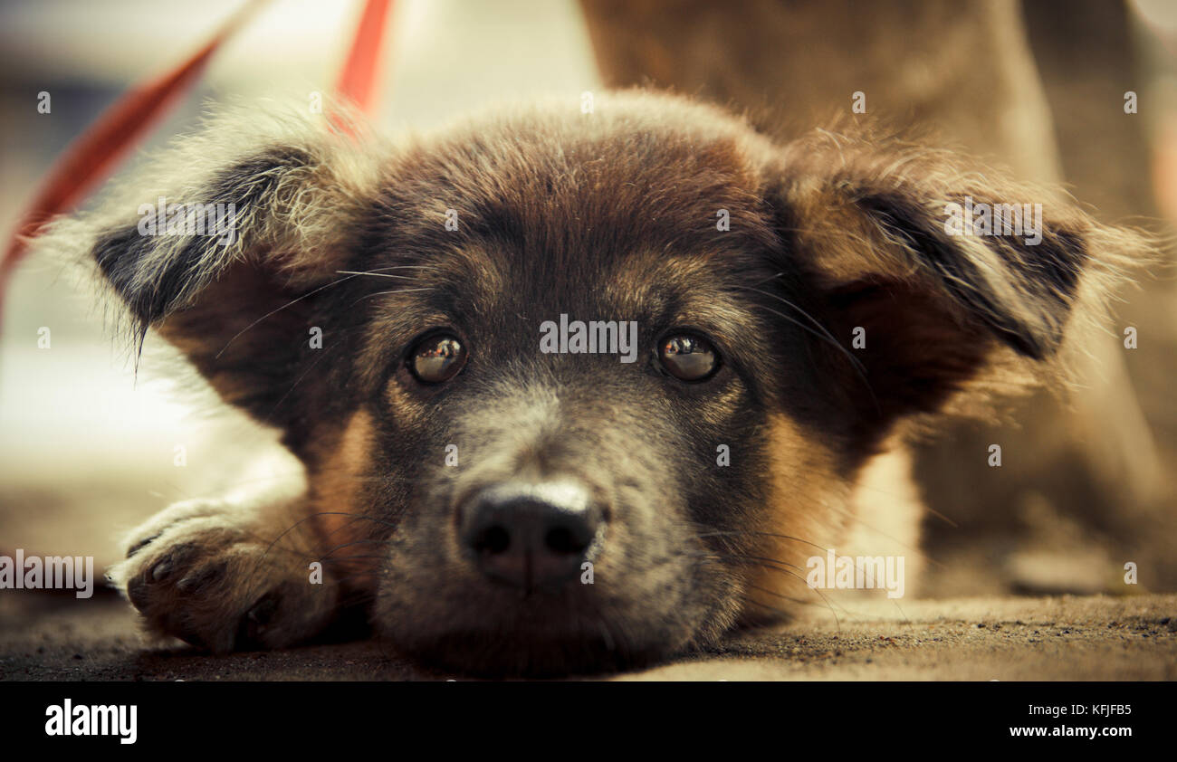 Dog lying on the road looking up Stock Photo - Alamy