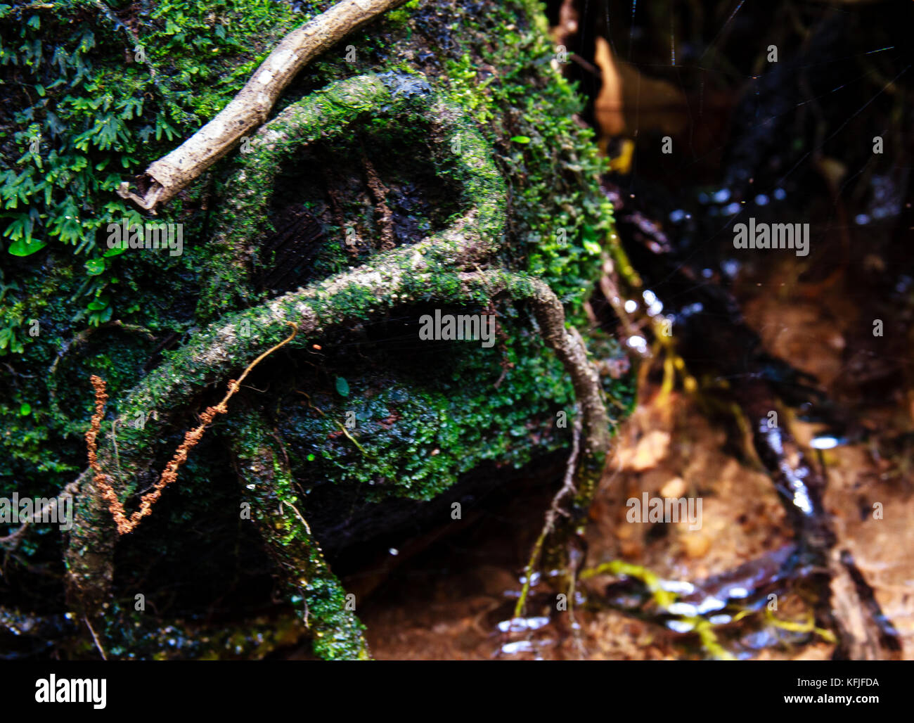 Tropical rainforest indonesia mountain hi-res stock photography and ...