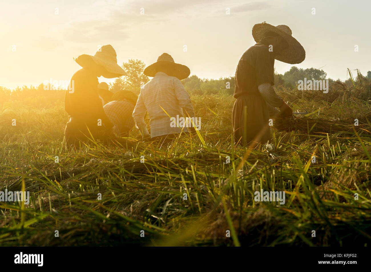 Gilan rice field hi-res stock photography and images - Alamy