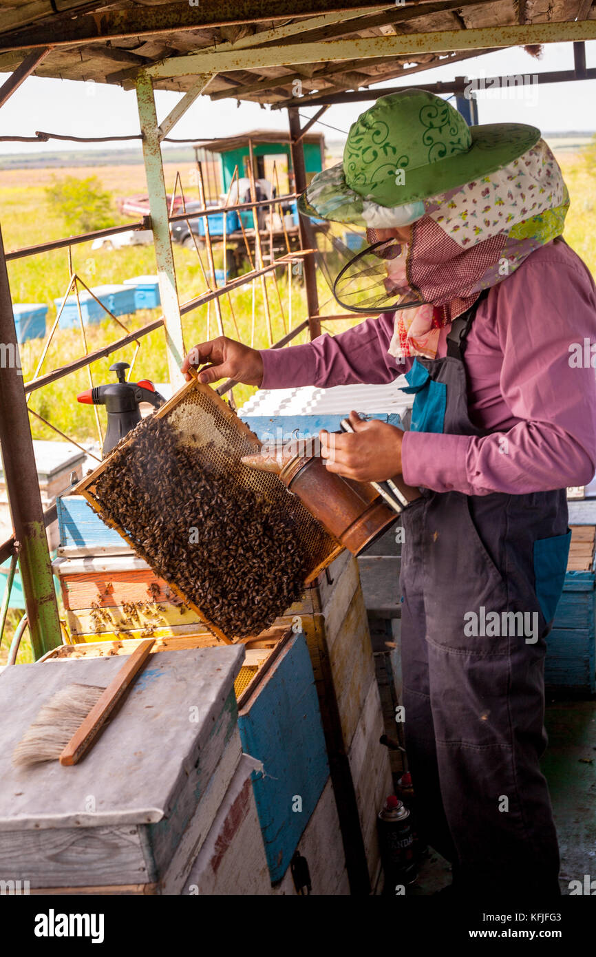 Master beekeeper hi-res stock photography and images - Alamy