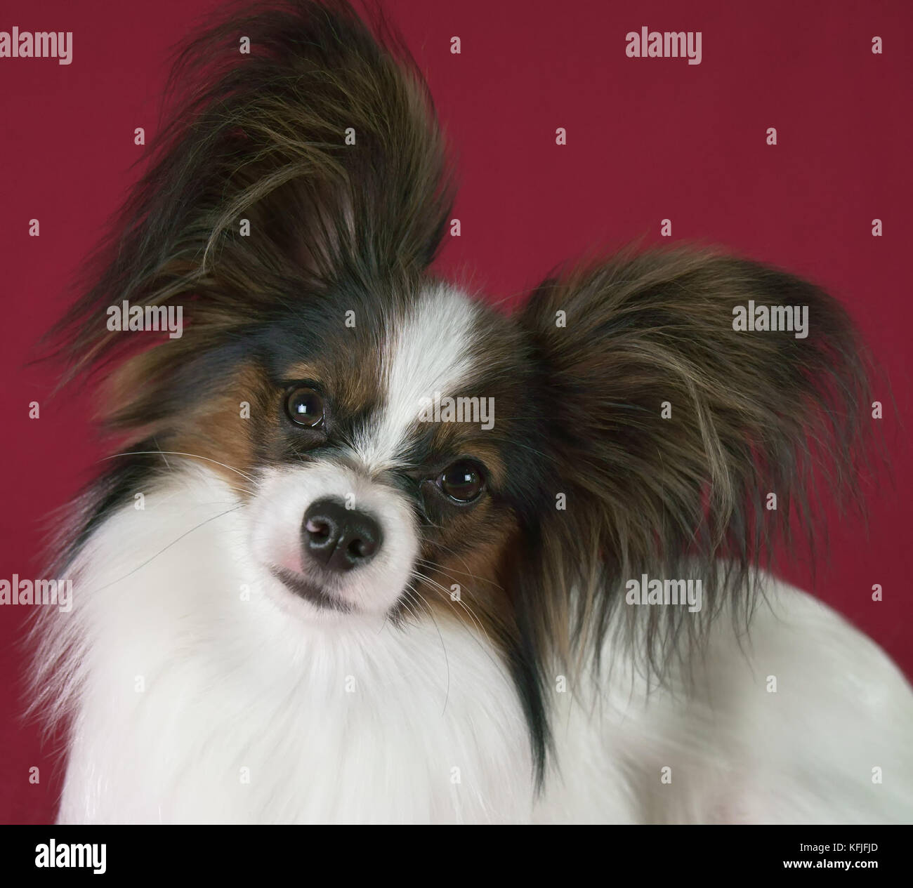 Beautiful young male dog Continental Toy Spaniel Papillon on red ...