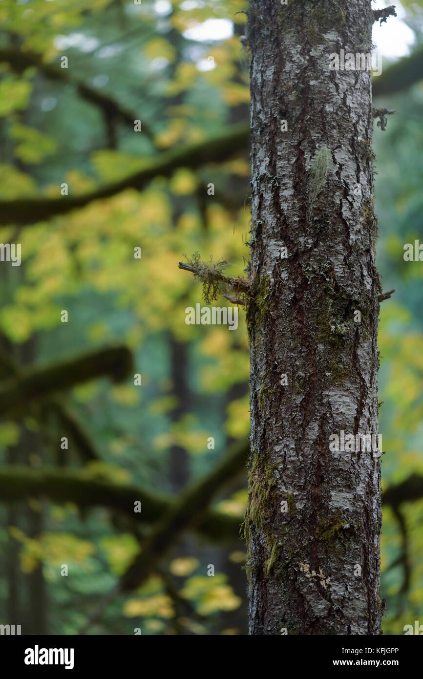 Beautiful abstract fall nature scenery details Fir tree trunk and ...