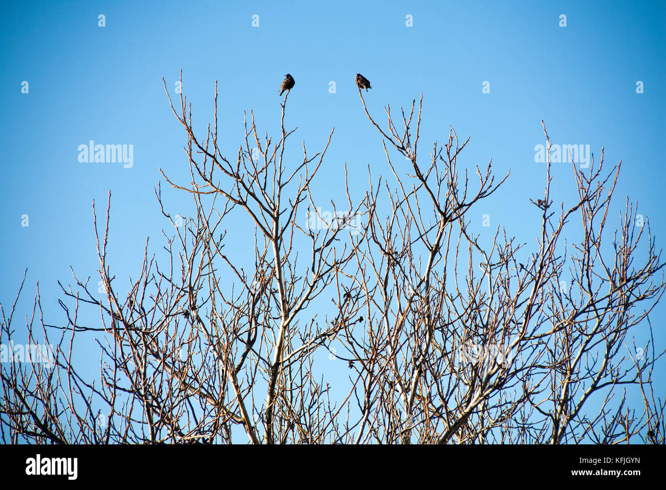 birds on the branches of trees against the sky Stock Photo - Alamy