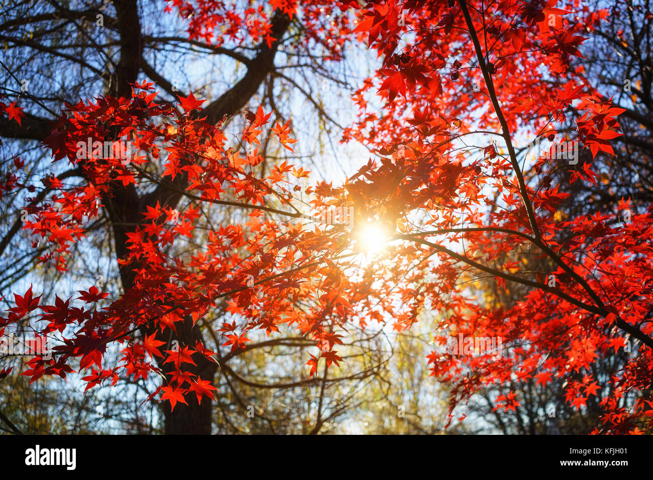 Sunny autumn maple tree Stock Photo - Alamy