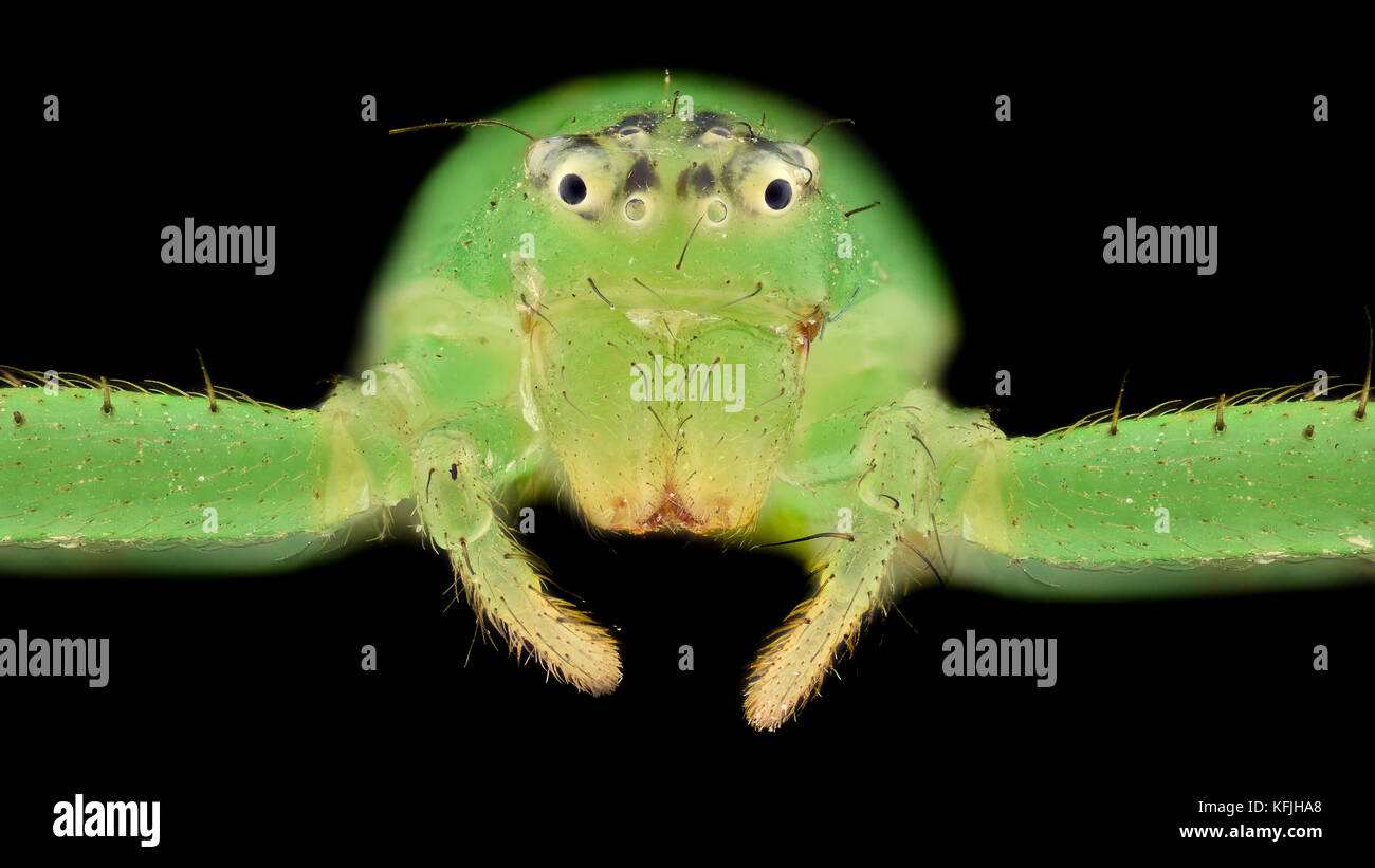 Extreme magnification - Green crab spider (Diaea dorsata Stock Photo ...