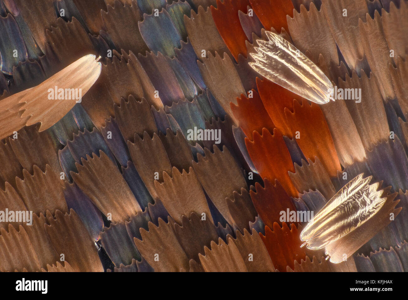 Extreme magnification - Butterfly wing under the microscope Stock Photo ...