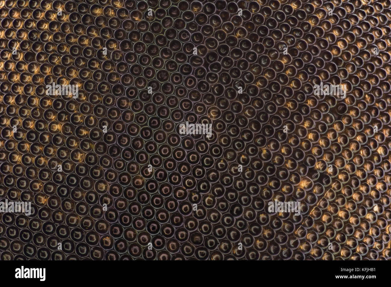 Extreme magnification - Compound eye texture under the microscope Stock ...