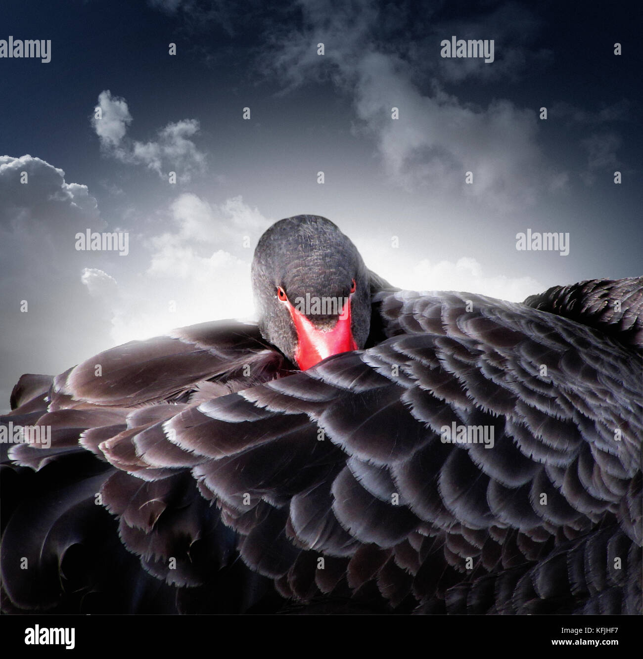 Close up of a black swan resting its head on its wing back against a ...