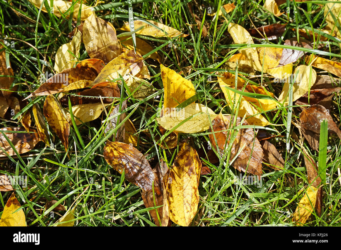 Tree leaves in autumn on the ground Stock Photo - Alamy
