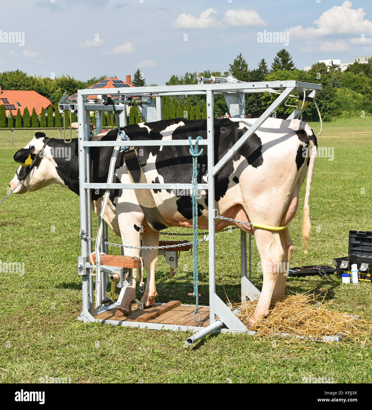 Sick cow hi-res stock photography and images - Alamy