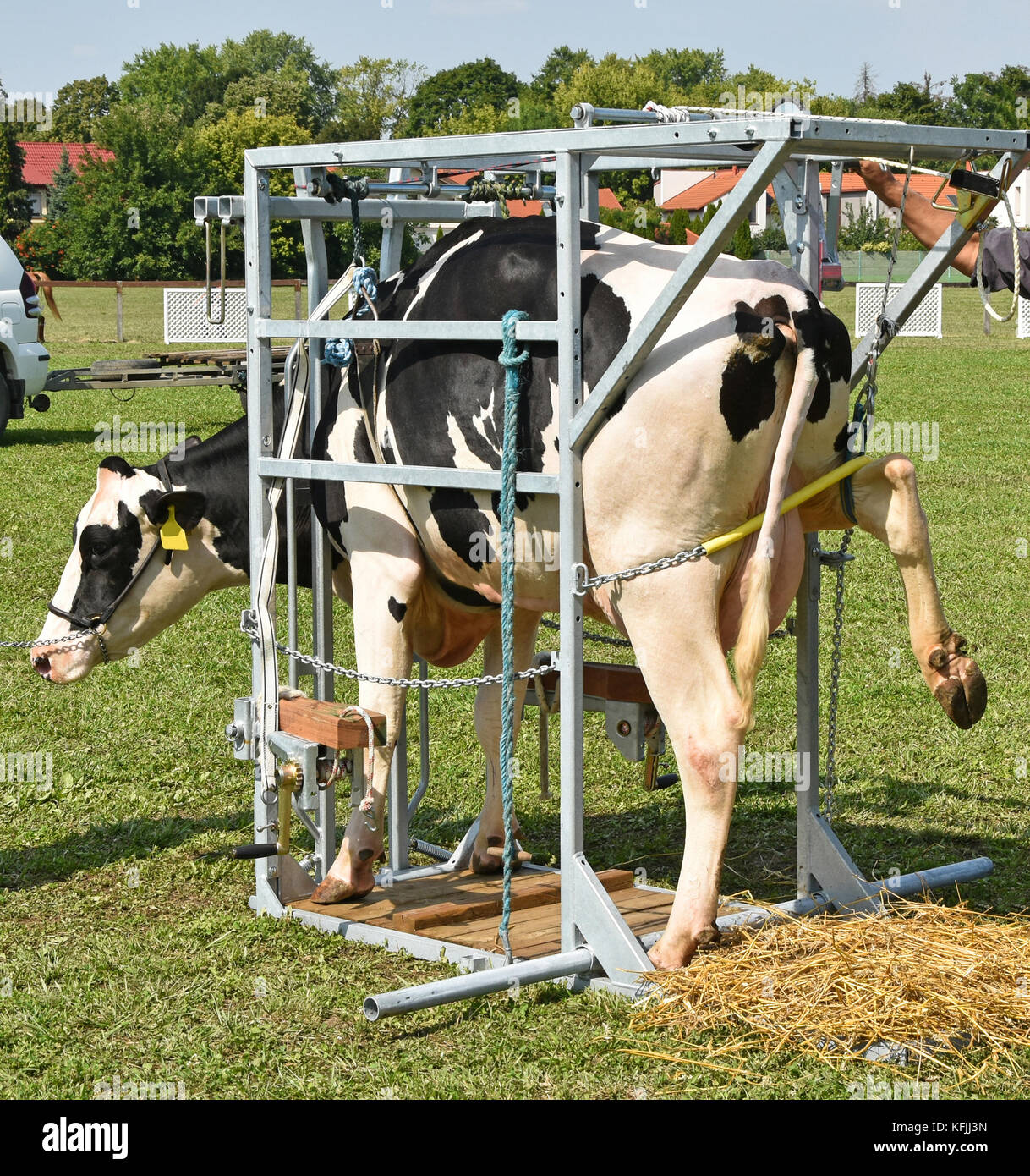 Sick cow hi-res stock photography and images - Alamy