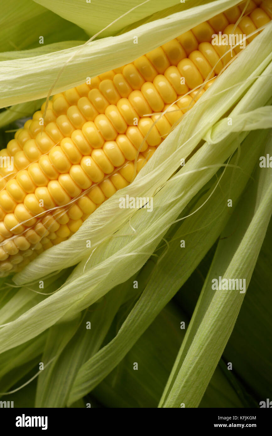 Harvest of organic green sweet corn, food closeup Stock Photo - Alamy
