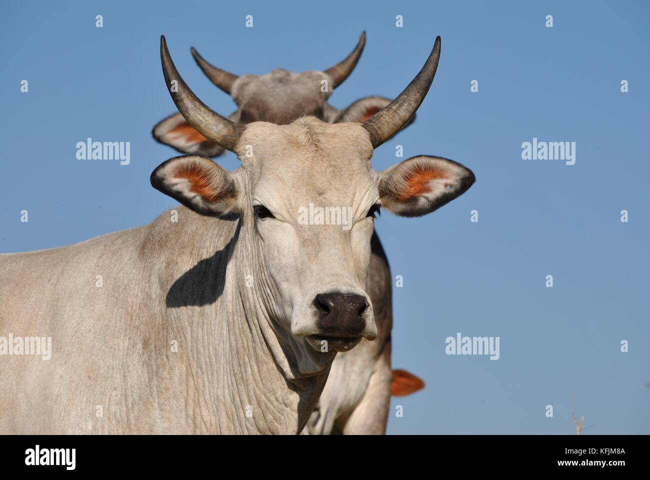 brazilian Nellore cow Stock Photo - Alamy