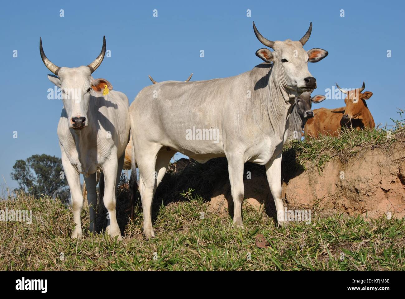 brazilian Nellore cow Stock Photo - Alamy