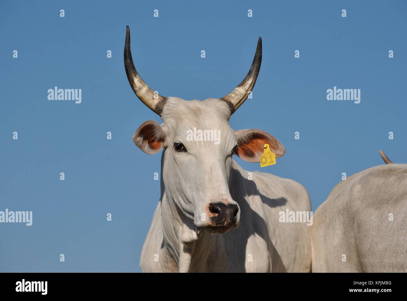 brazilian Nellore cow Stock Photo - Alamy
