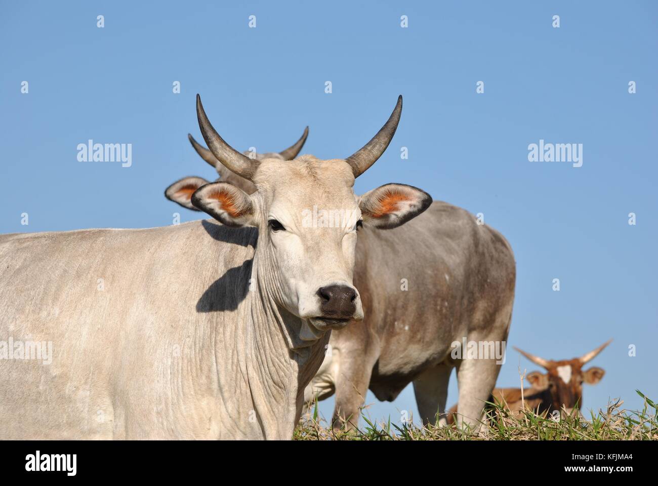 brazilian Nellore cow Stock Photo - Alamy