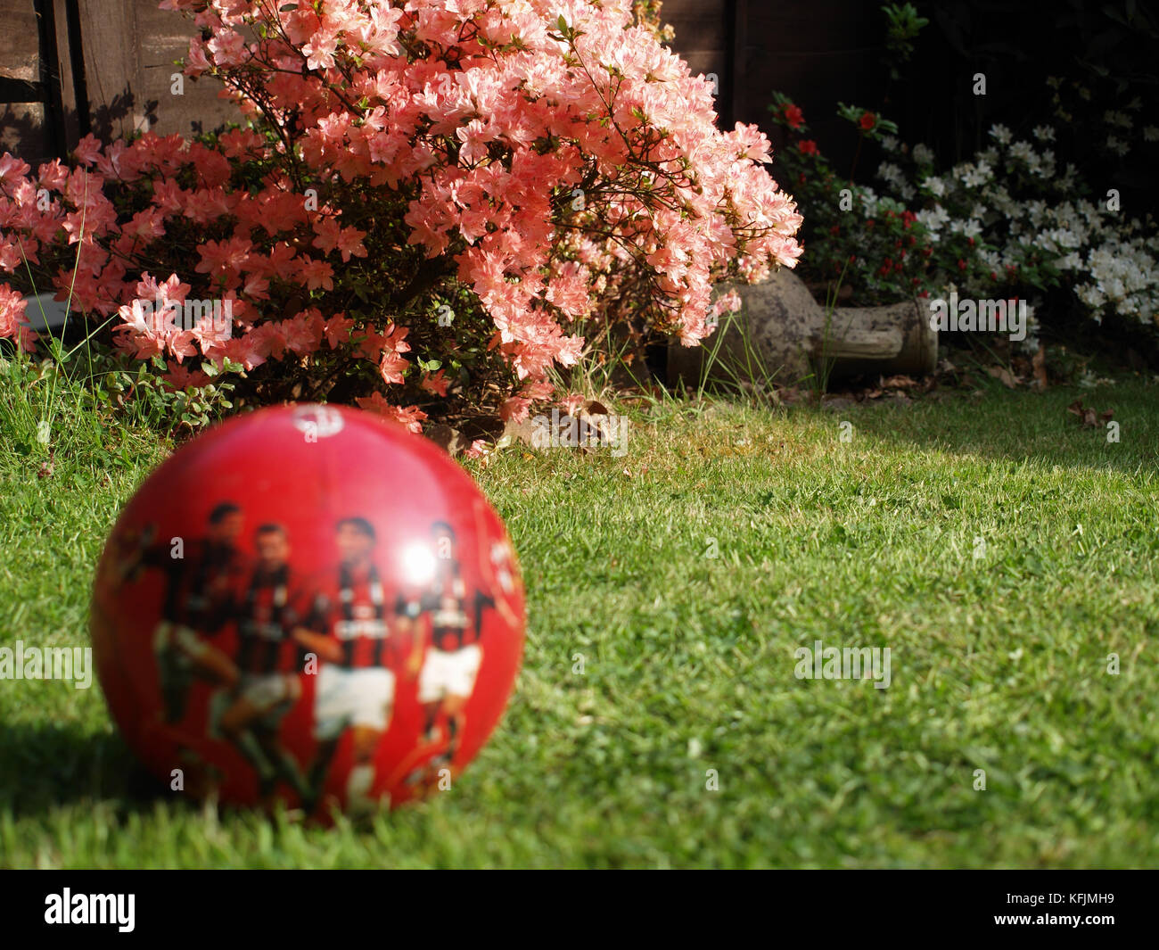 AC Milan football in front of Pink Azaleas in English Country Garden ...