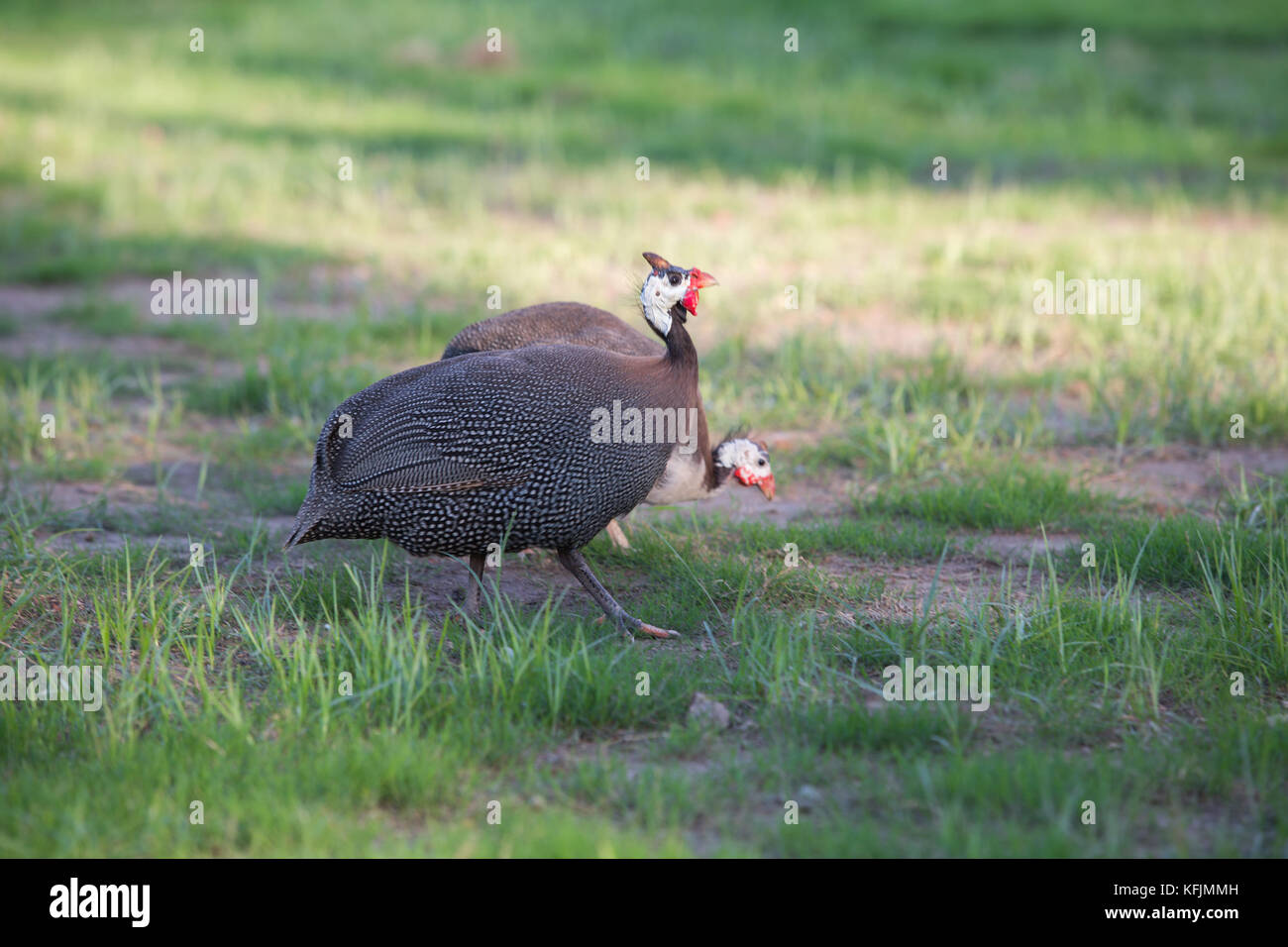 Helmeted guinea fowl Stock Photo - Alamy