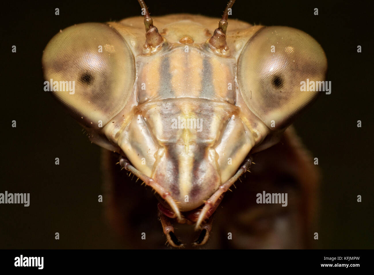 Praying mantis face close up hi-res stock photography and images - Alamy