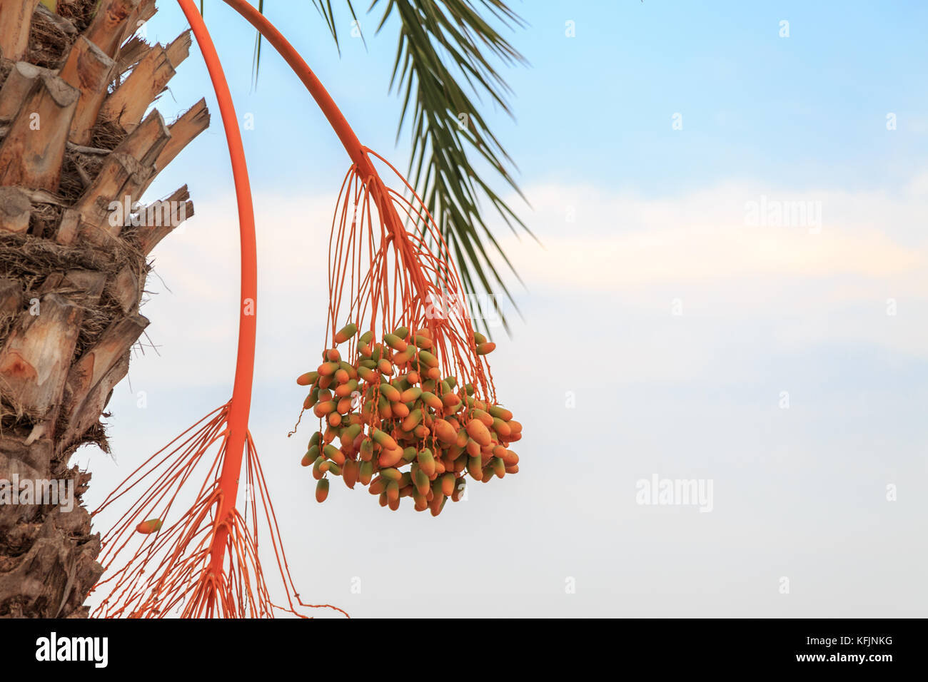 Unripe orange and green dates hanging on branch of the palm tree Stock ...