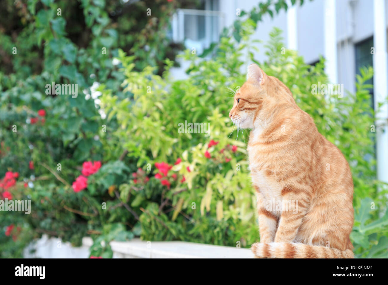 Ginger cat sittng with green plants behind Stock Photo - Alamy