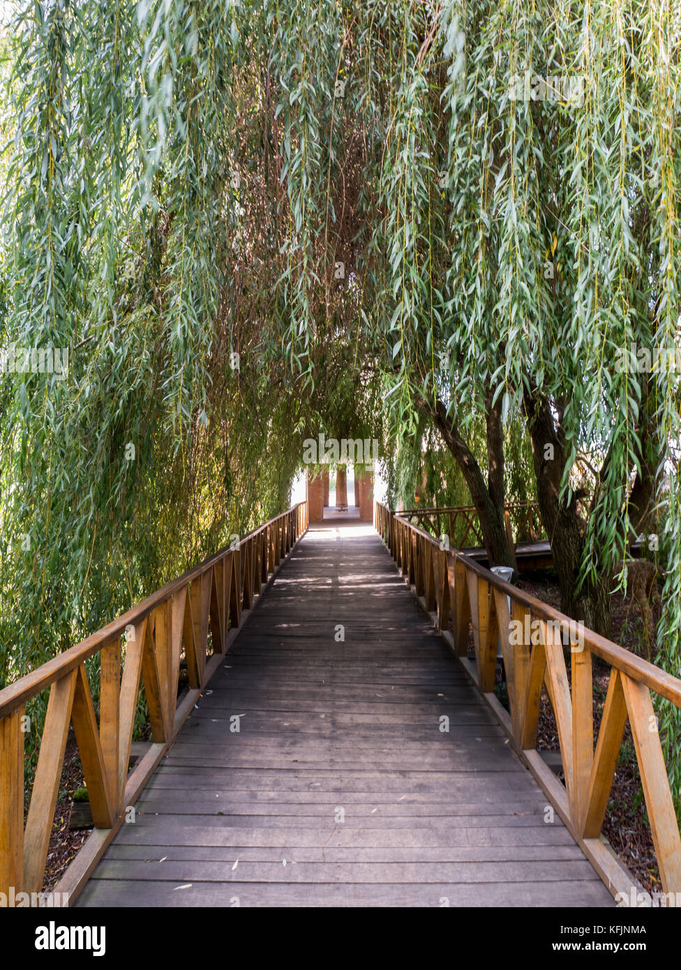 Wooden bridge with willow tree above in nature park Kopacki rit in ...