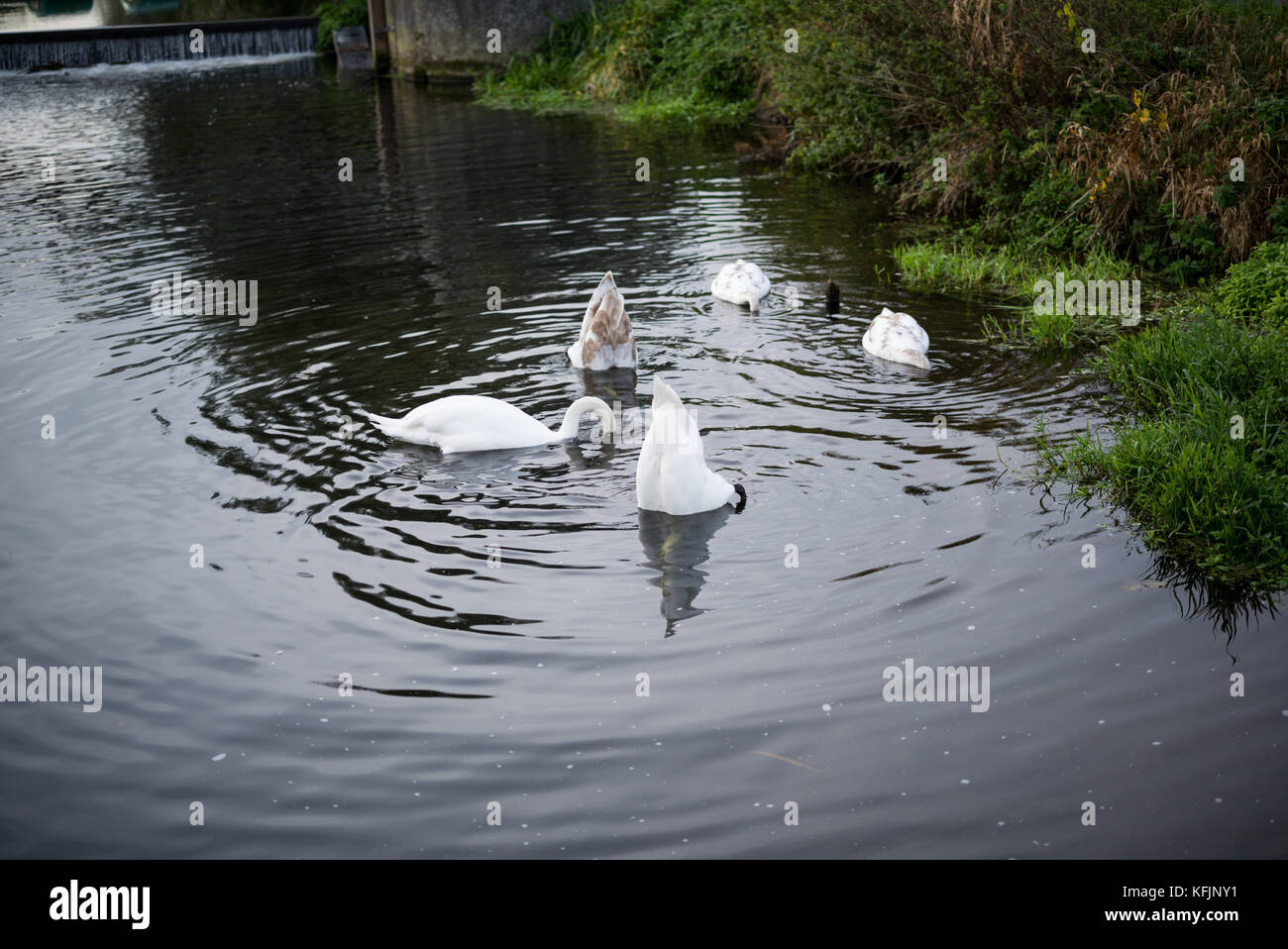 Swans on River Lark Stock Photo - Alamy