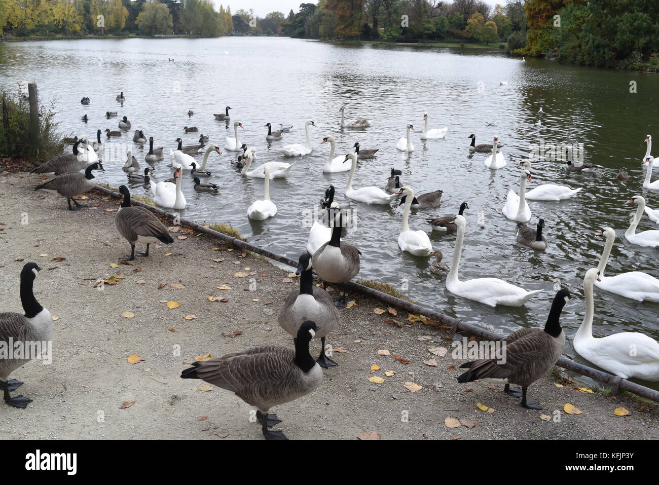 birds - street photography at Bois de Vincennes Paris, France Stock ...