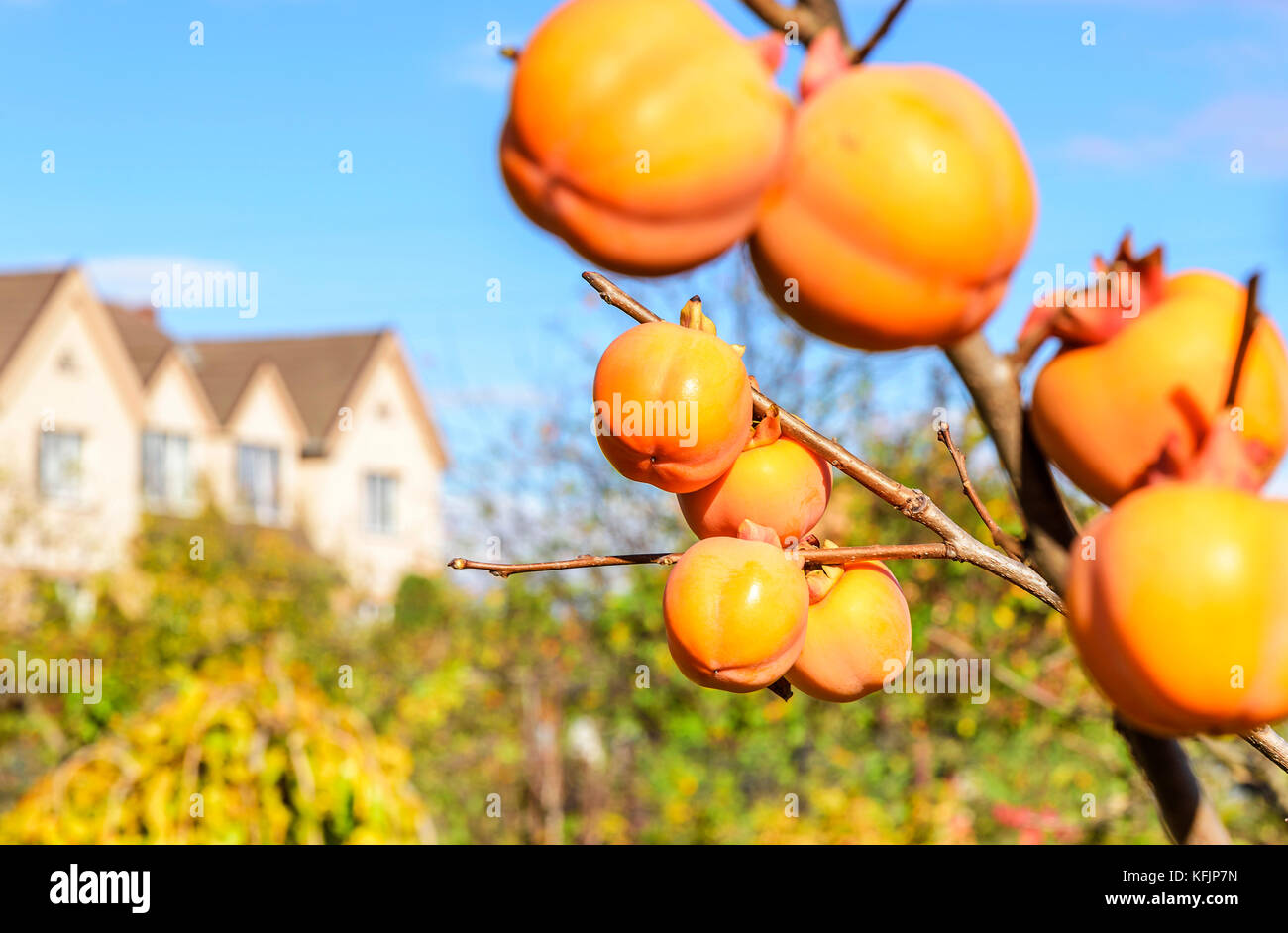 Fruits of persimmons on a tree branch Stock Photo - Alamy