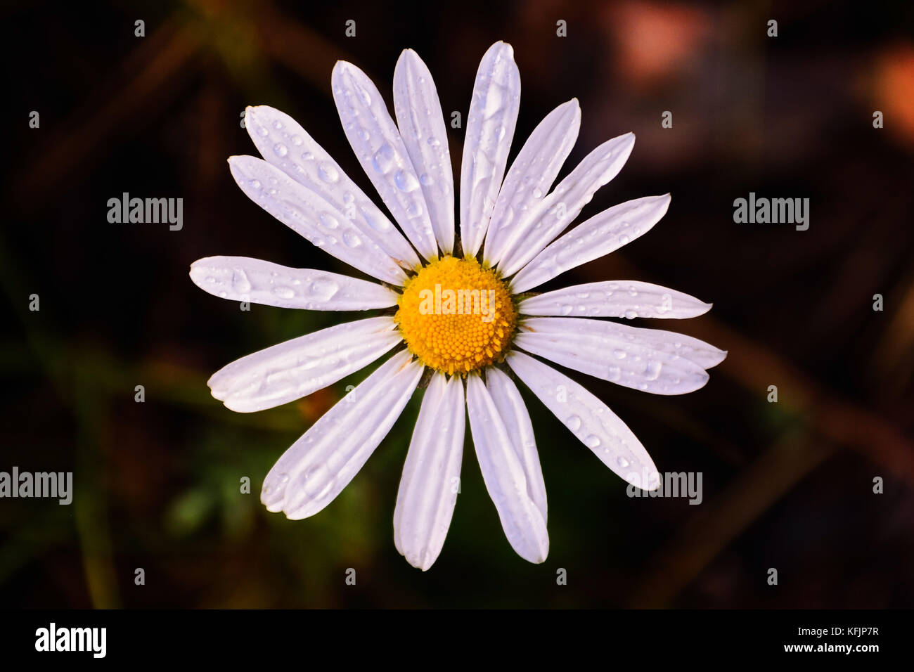 Head of daisy flower with white petals and yellow center on dark ...