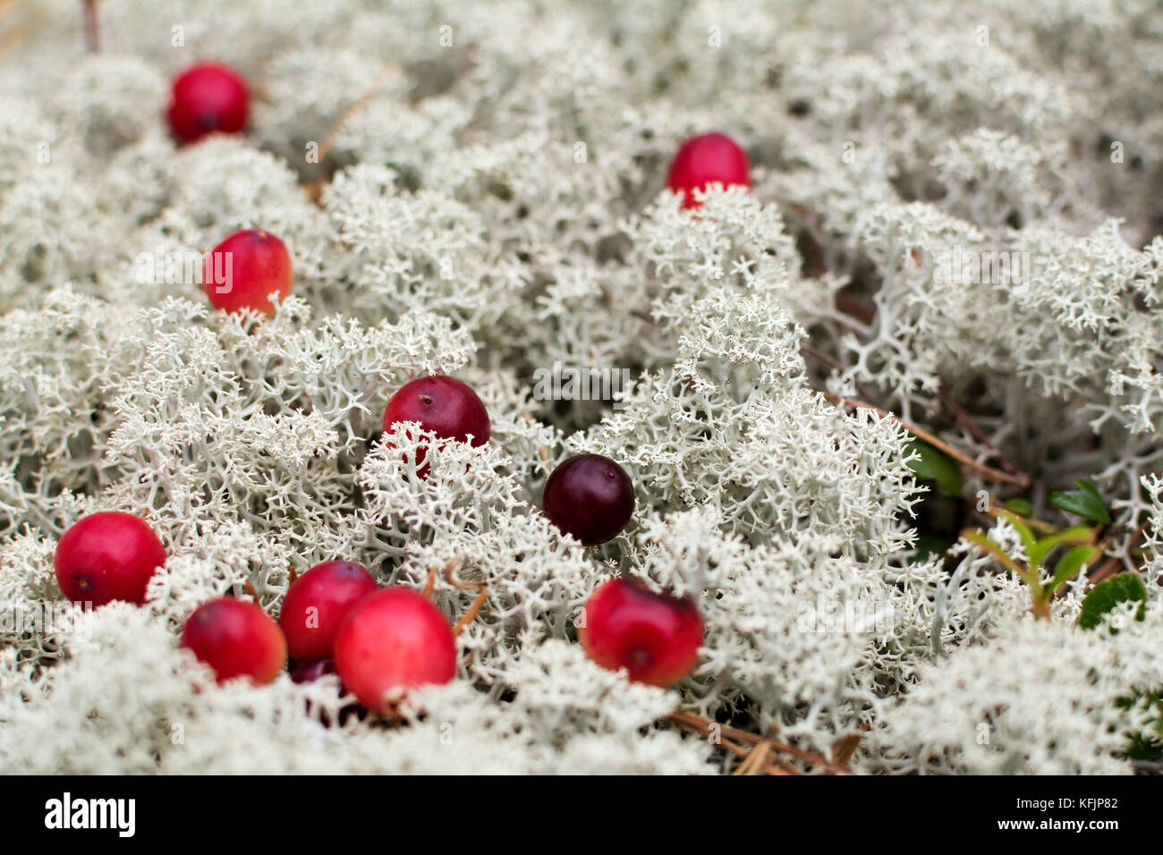 Red berry on forest ground white moss in autumn day Stock Photo - Alamy
