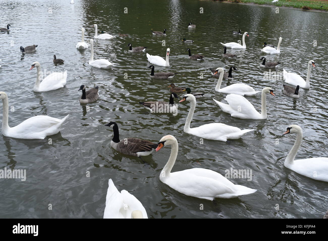 birds - street photography at Bois de Vincennes Paris, France Stock ...
