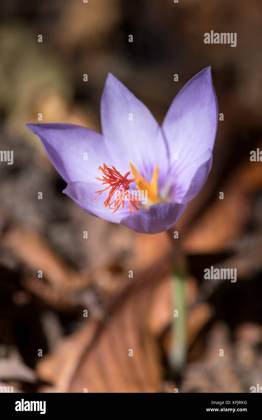 An opened Crocus, macro image Stock Photo - Alamy