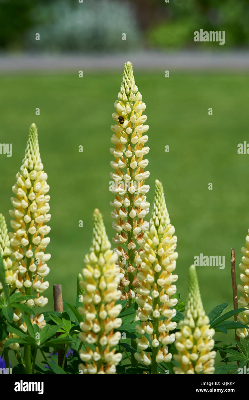 Plant lupinus terrestris hi-res stock photography and images - Alamy