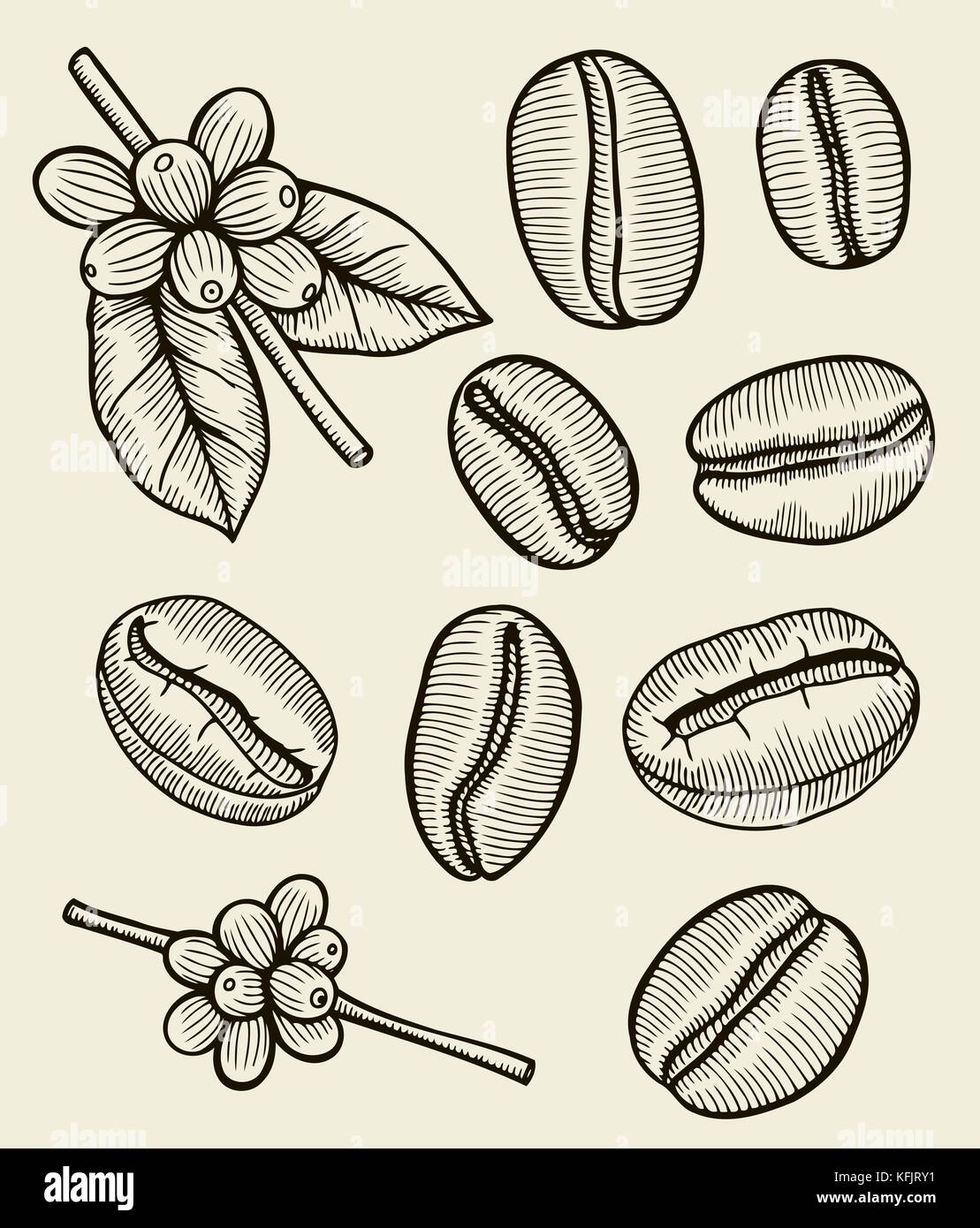 Coffee plant branch with leaf, berry, coffee bean, fruit, seed. Natural ...